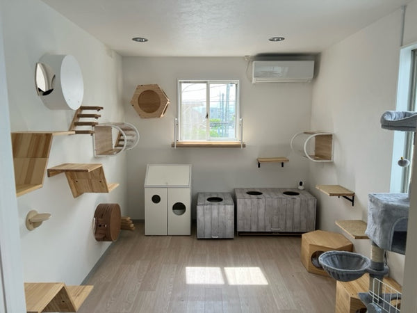 7匹の個性的な猫たちと触れ合う癒しの猫カフェ☕️「キャット・ルポ」 – MYZOO-JP