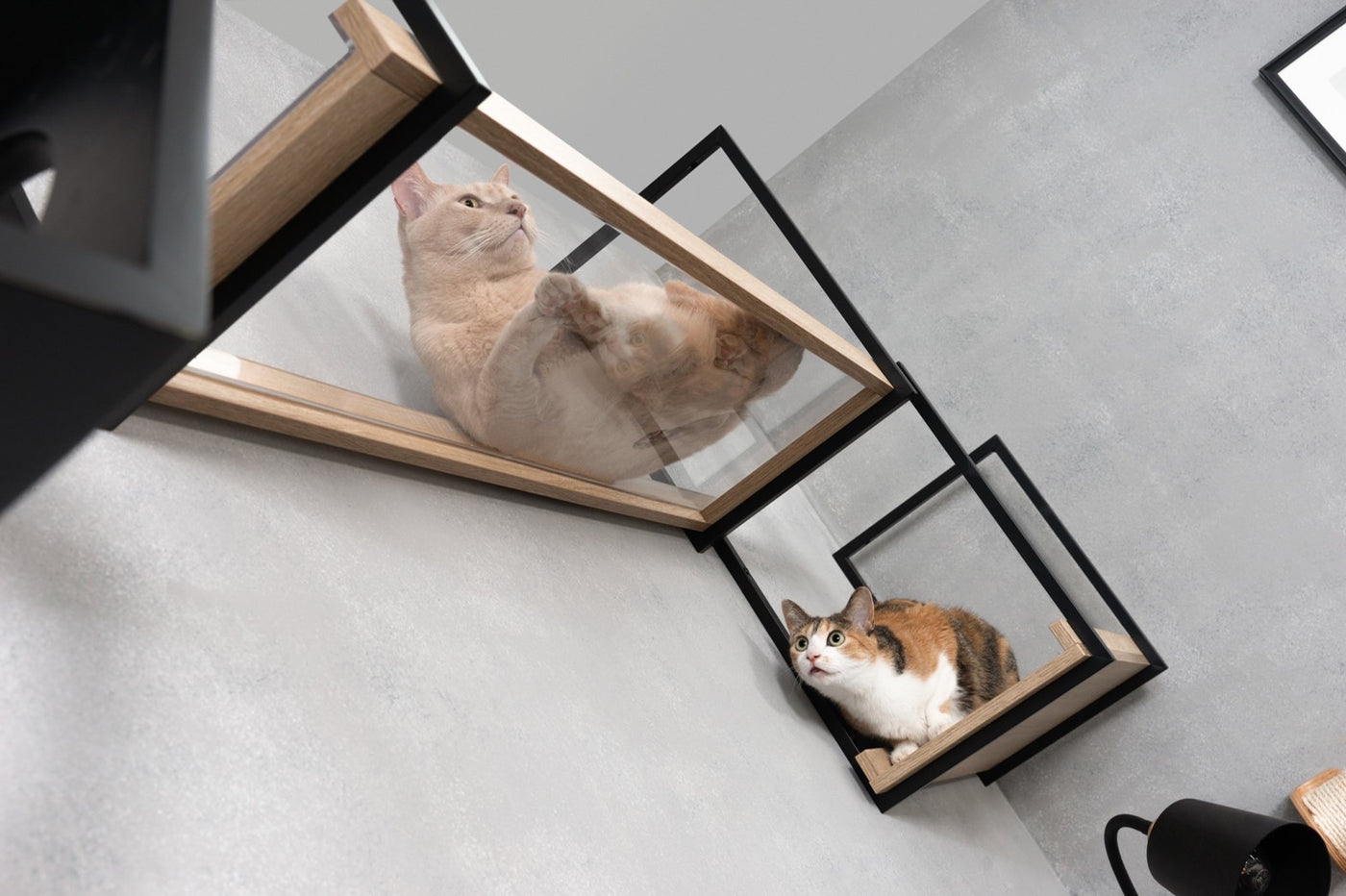 【ウェブマガジン-AMILIE】猫と人の好奇心を刺激するカタチ。MYZOO『六角ハウス』＆肉球見放題のクリアステップ「MYZOO-AVENU