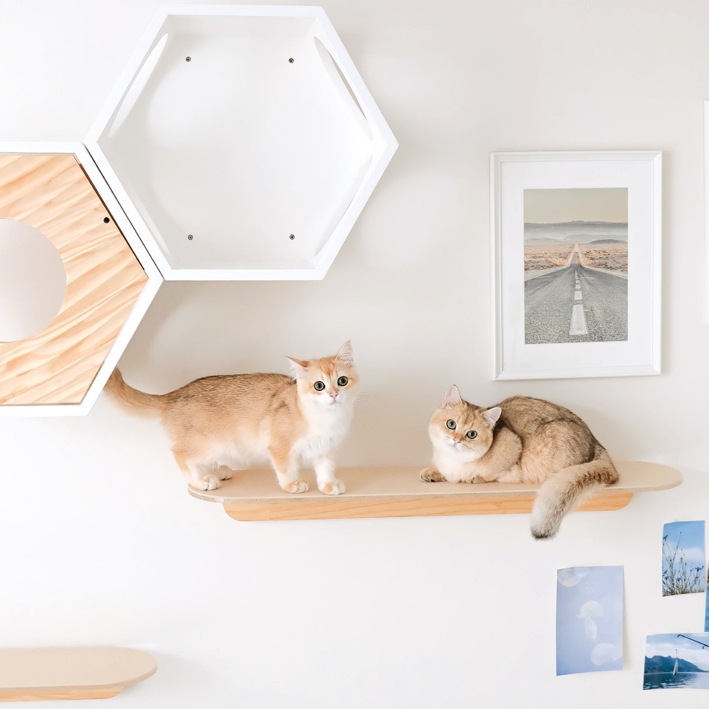 MYZOO-新商品•再入荷