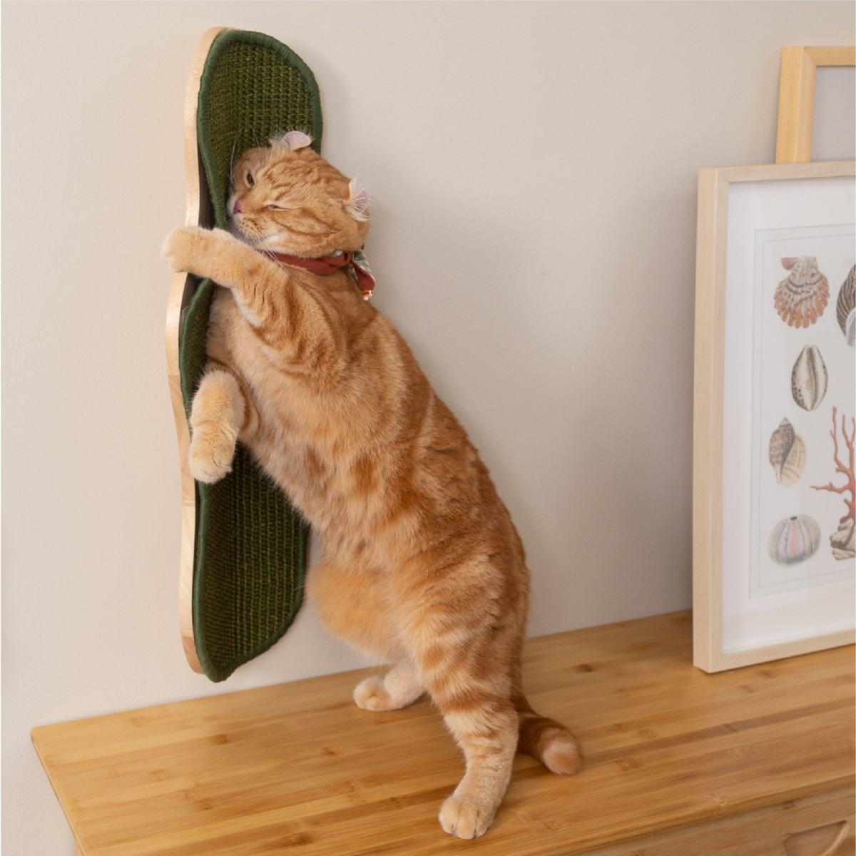 【壁付けタイプ猫用爪とぎ】MYZOO-Seaweed