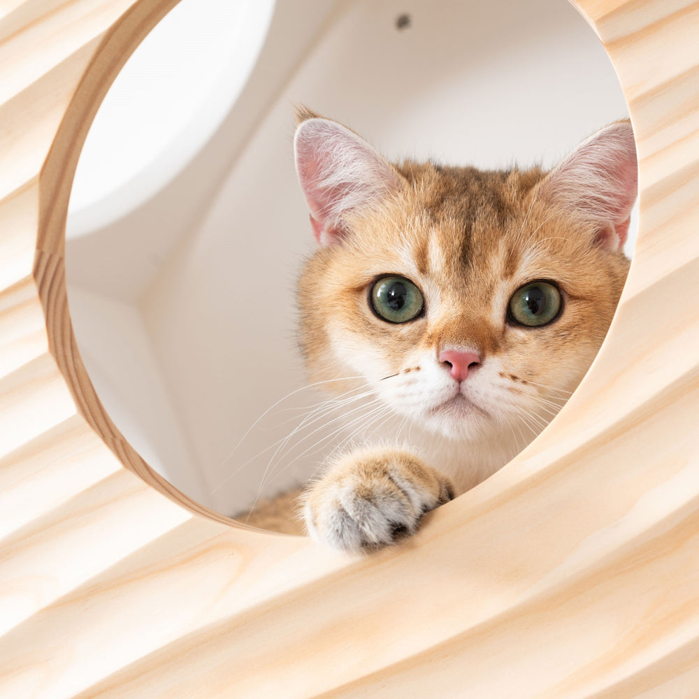 MYZOO-キャットステップ