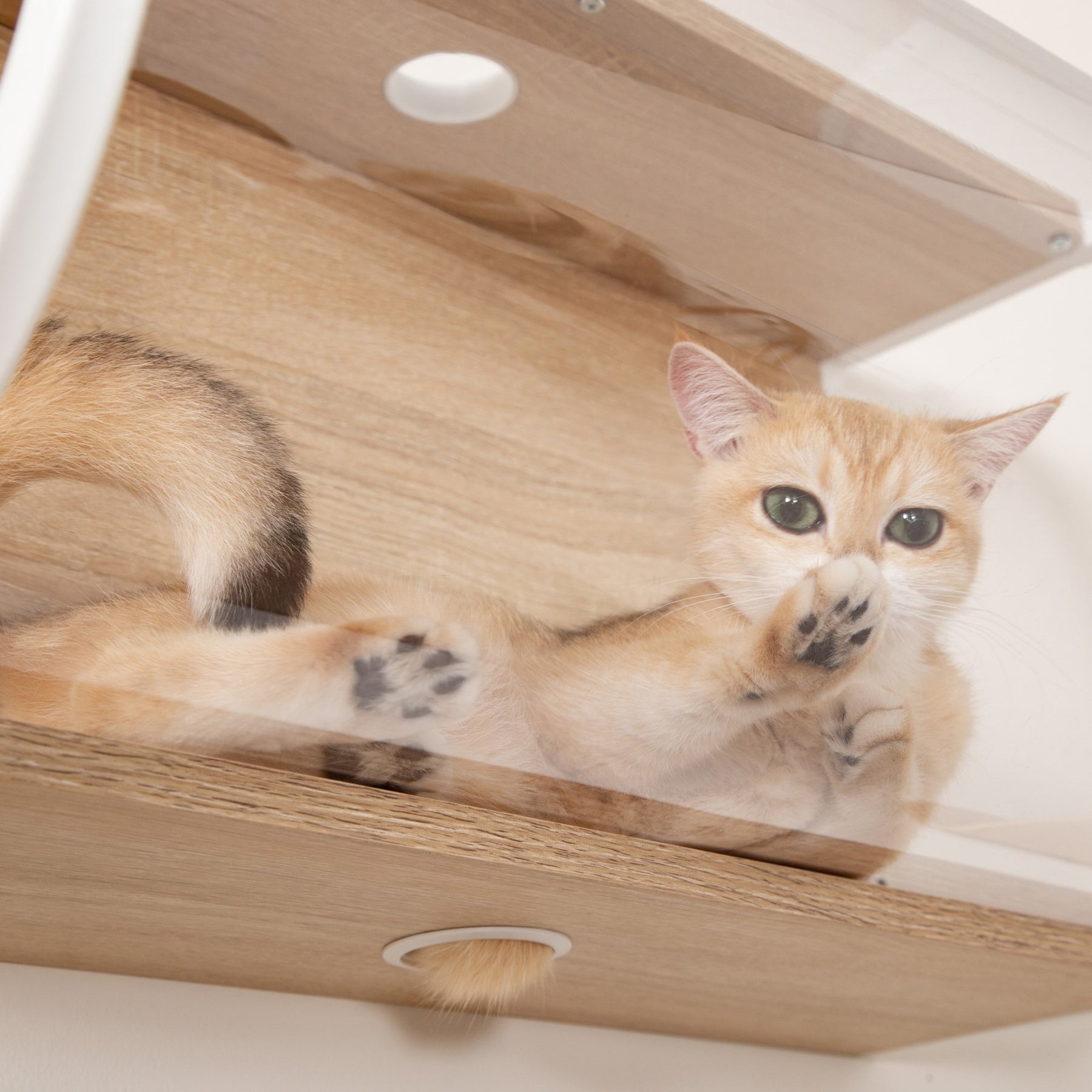 【キャットステップ】MYZOO-Tunnel