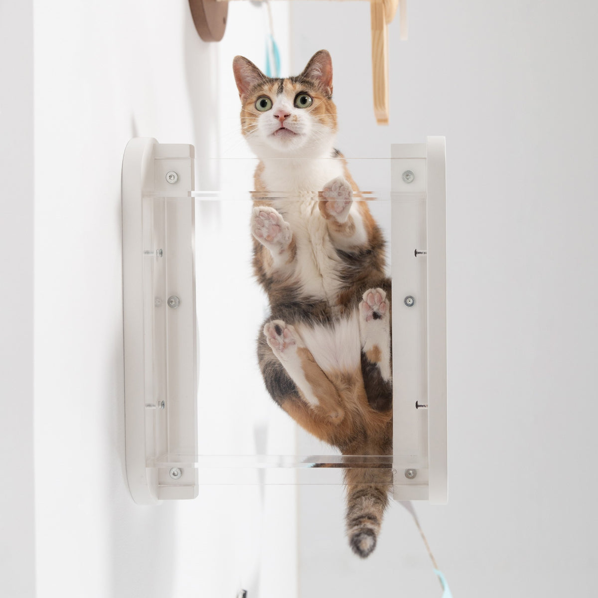 【クリア（透明）キャットステップ】MYZOO-MOKU/ホワイト